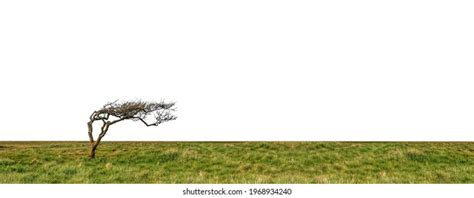 Thousand Trees Blowing In The Wind Royalty Free Images Stock Photos Pictures Shutterstock