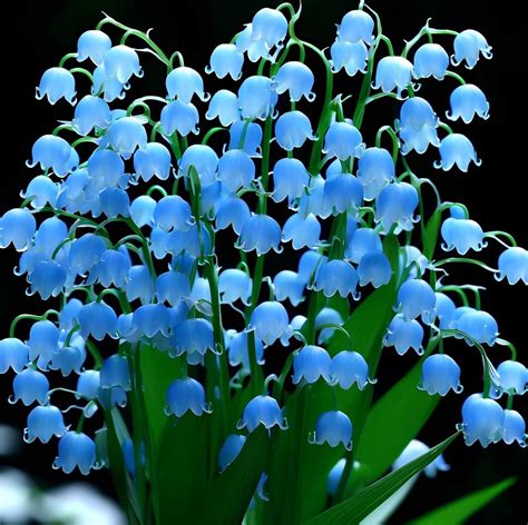 How To Plant Grow And Care For Lily Of The Valley Pngland Com