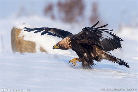 金雕高清图摄影图 鸟类 生物世界 摄影图库 昵图网