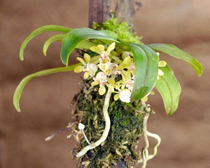 Mounting An Orchid Step By Step Guide For Stunning Displays Gardening Know How