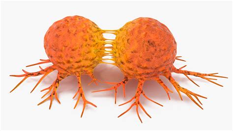 3d cancer cell dividing model turbosquid 2201899