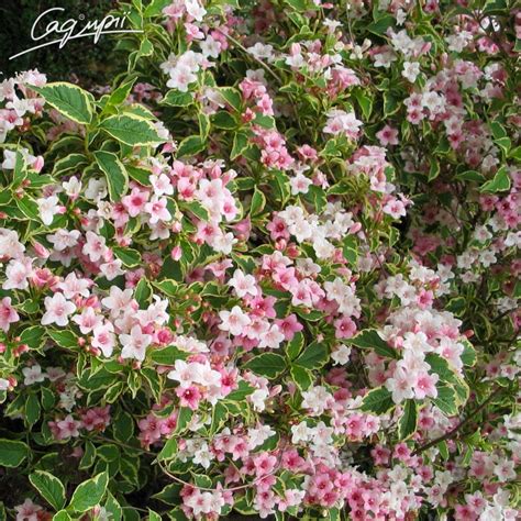 Вейгела 'Nana Variegata' купити саджанці в Україні | Сад мрії