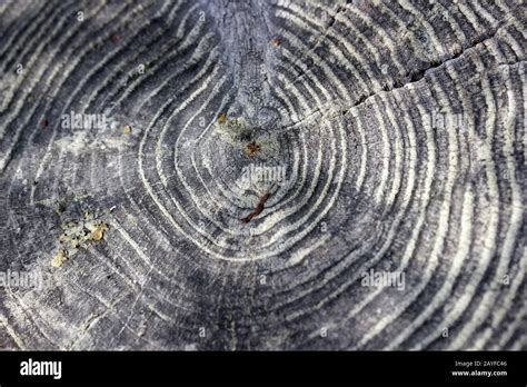 Tree Rings Texture Background Abstract Stock Photo Alamy