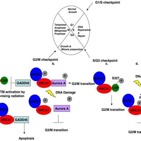 Cell Cycle Regulation Mediated By Brca1 And Its Associated Proteins Download Scientific