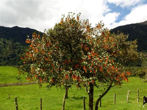 Loranthaceae Junglekeyfr Image 50