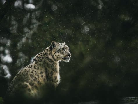 Nature Based Solutions Initiative Us Government Releases Nature Based Solutions Roadmap At Cop27