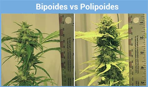 How To Mutate Cannabis To Polyploid