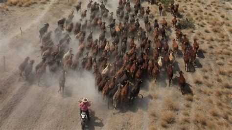 Massive Muster By Motorbike Nt News