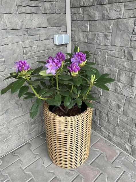 Кашпо циліндр — ціна 1300 грн у каталозі Кашпо Купити товари для дому та побуту за доступною