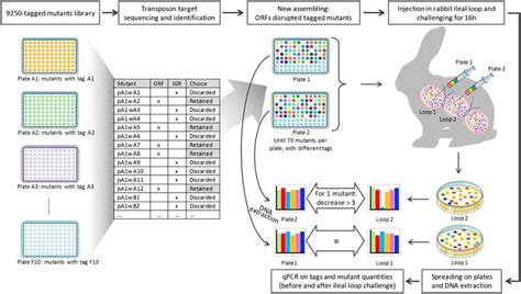 Generation Of The Gene Tagged Mutants Library And Its Screening In