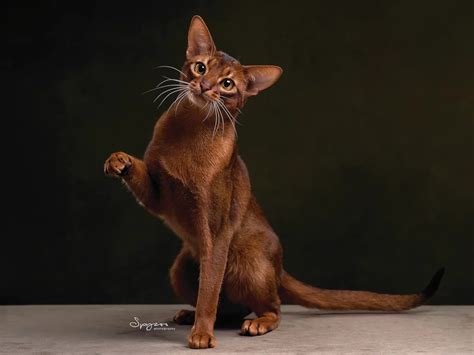 Abyssinian The Cat Fanciers Association