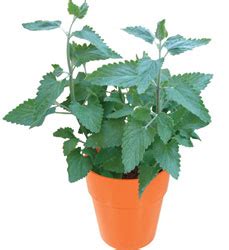 Catnip Cats Love This Exciting Plant