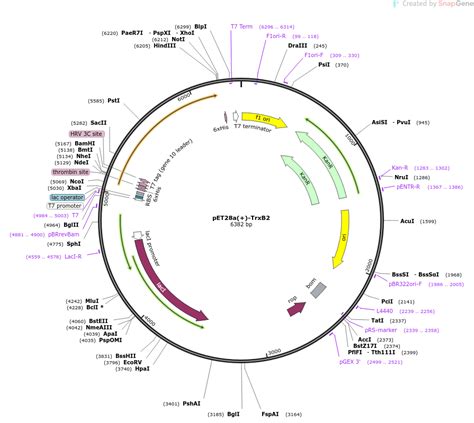Addgene Pet28a Trxb2
