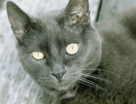 Chlamydia Eye Infection In Cats Pets