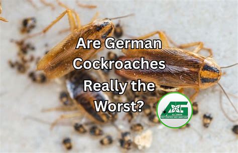 Defeating German Cockroach Infestations Effectively