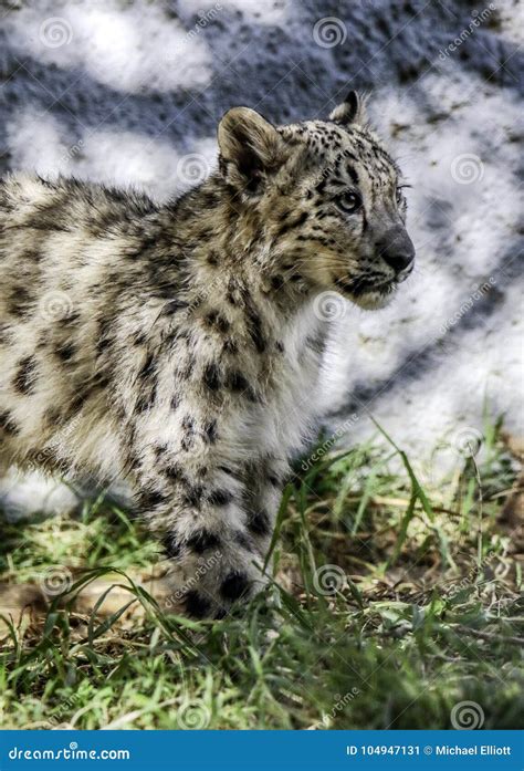 Snow Leopard Cub Face Stock Image Image Of Endangered 104947131
