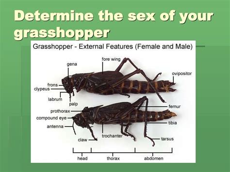 Ppt Dissection Of A Grasshopper Powerpoint Presentation Free