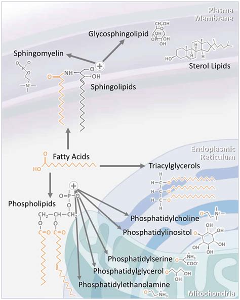 Lipids Structure And Function