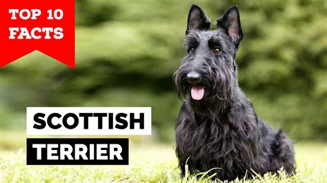 Scottish Terrier