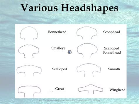 Hammerhead Shark Carolyn Kirk Pps