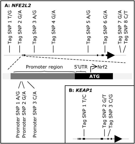 Schematic Overview Of The Nfe2l2 Panel A And Keap1 Panel B Genes