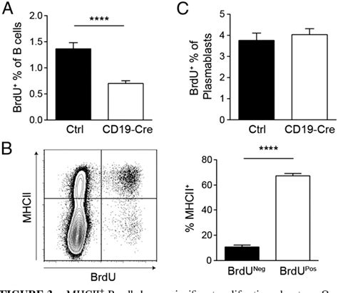 Figure 3 From B Cell Specific Mhc Class Ii Deletion Reveals Multiple