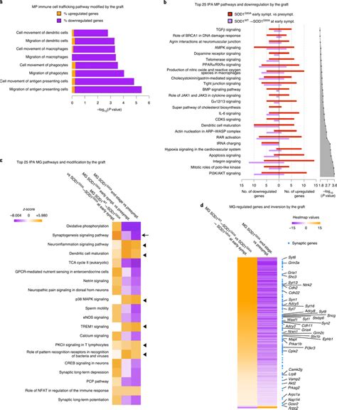 Rna Seq Analysis Of Sciatic Nerve Peripheral Macrophages And Microglia Download Scientific