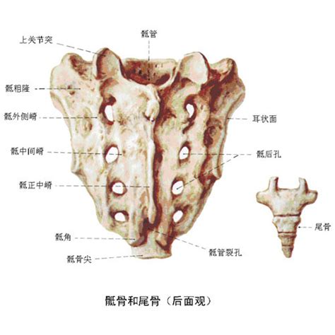 骶骨图册 360百科