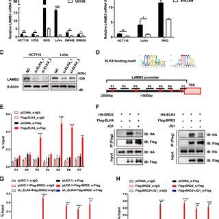 Lamb3 Promotes Cell Proliferation And Cell Migration Through The