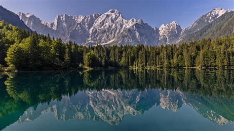 Ракурс для хвойных фото