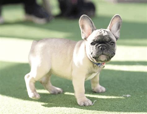 忘れられないフレブルファミリーたち【ろこんファミリー】 French Bulldog The Real