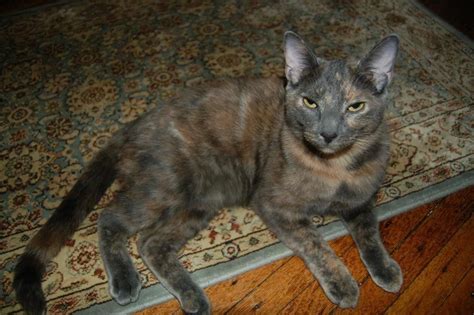 Grey Calico Cat Breeds