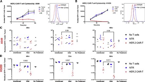 Cad12pd L1 Mscs Enhance Antitumor Activity Of Her2 Car T Cells In