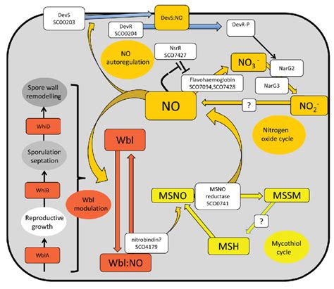 Model Integrating The Nitrogen Oxide Cycle Ochre With Mycothiol Download Scientific Diagram