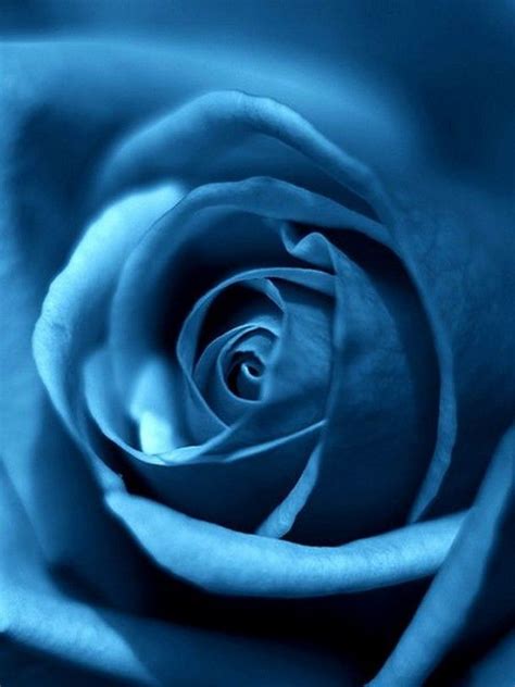 Seductive Force Beautiful Red Roses Beautiful Roses Beautiful Rose Flowers