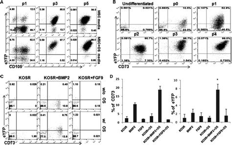 The Role Of Os In Osteogenic Differentiation Of Runx2 Yfp Hescs