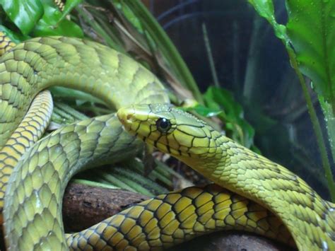 Western Green Mamba Facts And Pictures