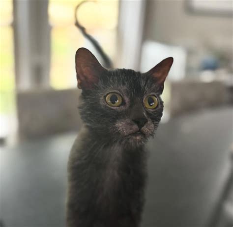 Lykoi Cat Breed Guide Care Health Testing And Ethical Breeding