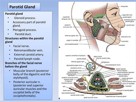 The Anatomy Of Head And Neck The Head Ppt Download
