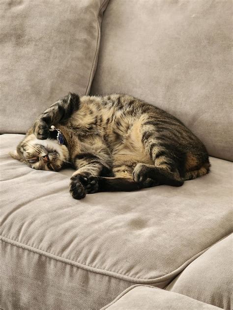 Was My Sic Supposed To Come With Assembly Instructions R