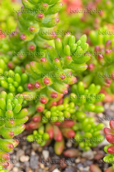 Images Sedum Rubrotinctum - Images of Plants and Gardens - botanikfoto