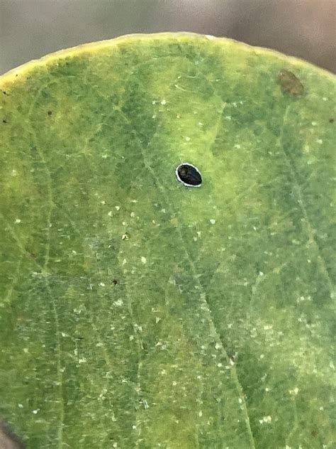 Scale Insects From Vivekanandapuram CDM Road Secunderabad TG IN On April At PM