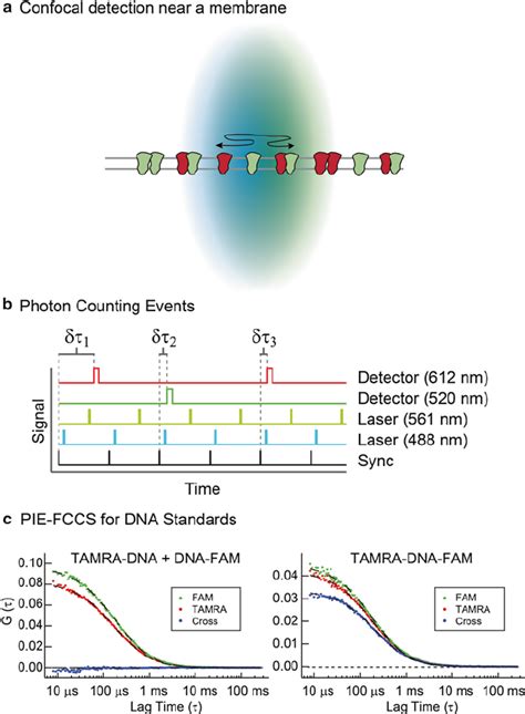 Schematic Of Pie Fccs Experiments A Confocal Detection Near A Download Scientific Diagram