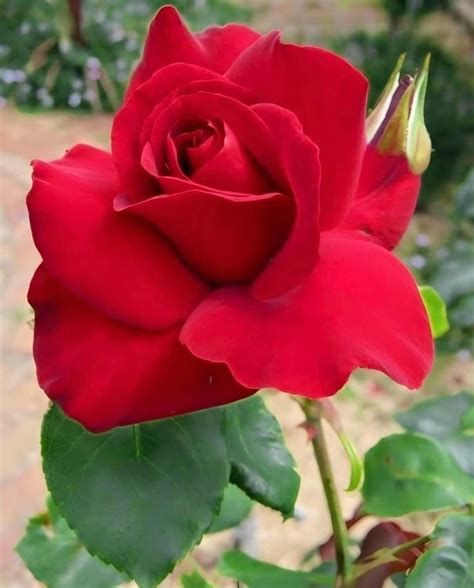 「flowers」おしゃれまとめの人気アイデア｜pinterest｜dhafer Shamsuldeen【2024】