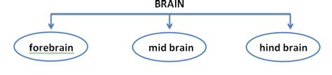 Neural Control And Coordination Forensics Digest