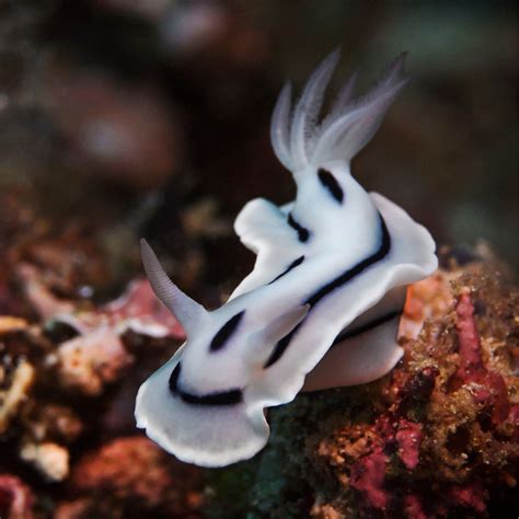 Chromodoris Willani Critter Republic Dive Center