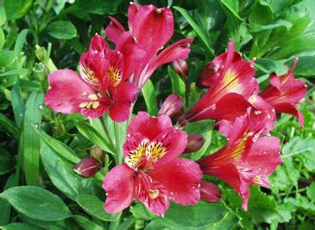 L'Alstroemeria, ovvero il Giglio del Perù | PolliceGreen