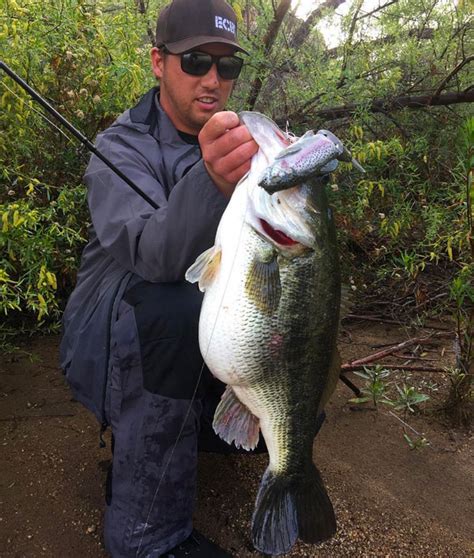 Bass Nerd Cali Swim Jiggin Just Good Trout Swimbaits Cold Water