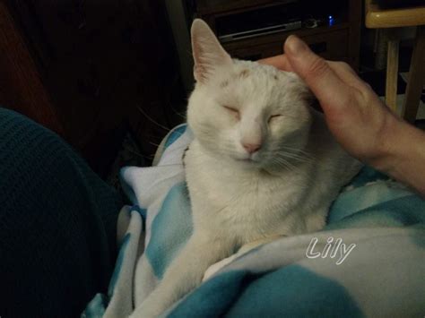 Solve Lily Enjoying Head Rubs Jigsaw Puzzle Online With Pieces