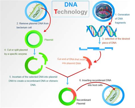 Recombinant Dna Technology With Diagram